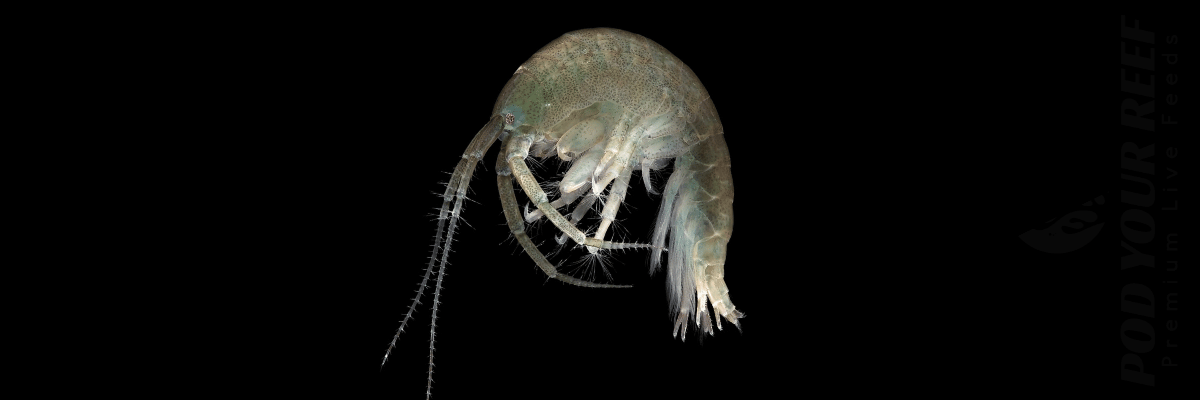 Amphipods vs Copepods: Which is Best for Your Reef Tank? – Pod Your Reef