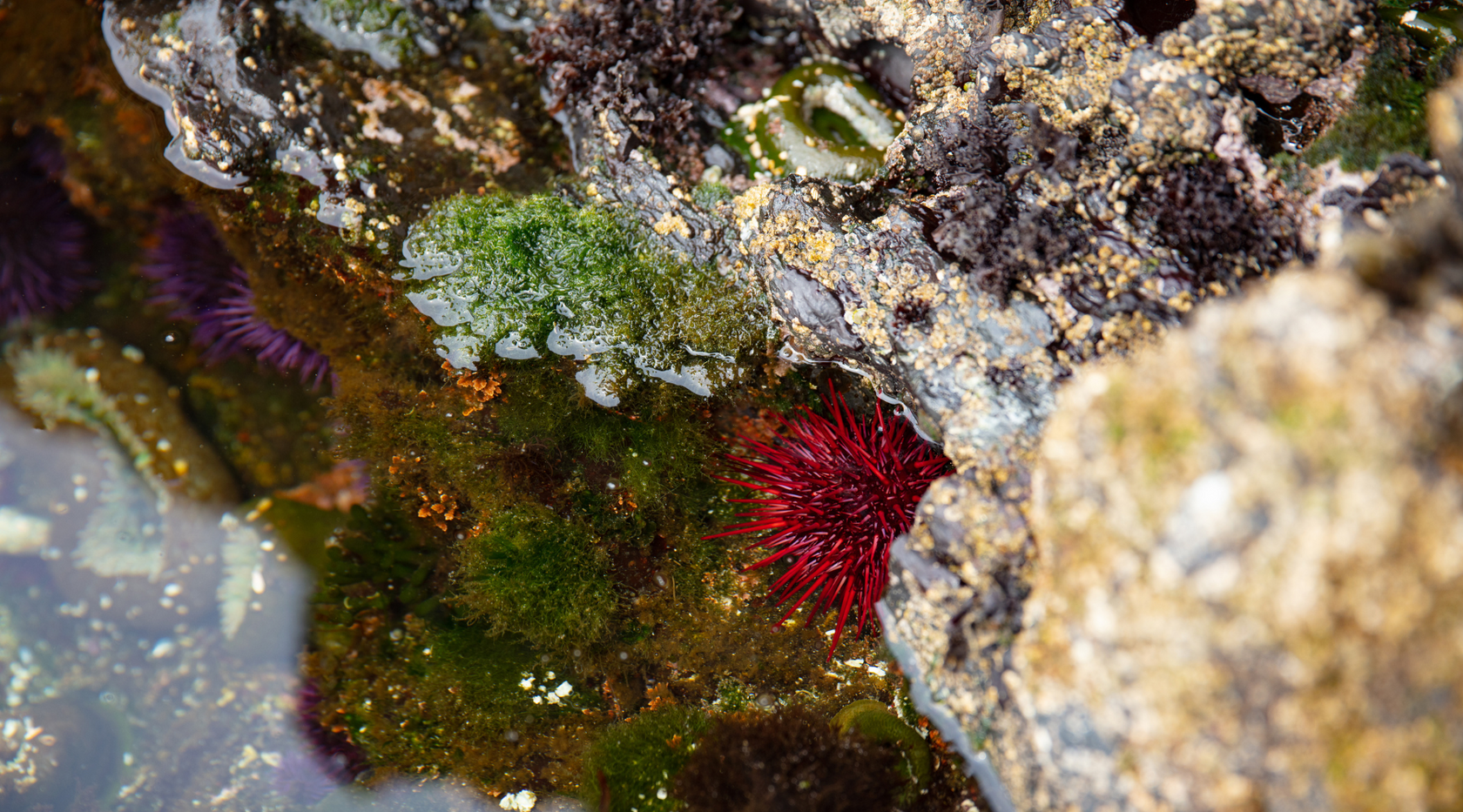 Why Tigriopus californicus Matters to Coastal Food Webs – Pod Your Reef