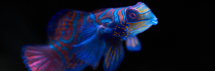 Mandarin Dragonet (Synchiropus splendidus): A Scientific Guide to Diet ...