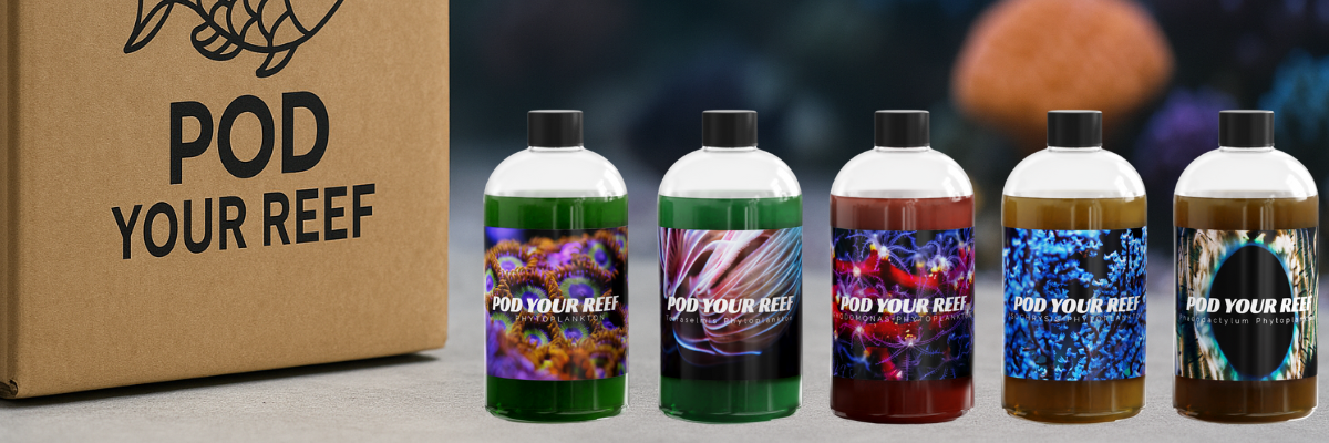 How Long Live Phytoplankton Lasts (& Why It Matters in Reef Tanks – Pod ...