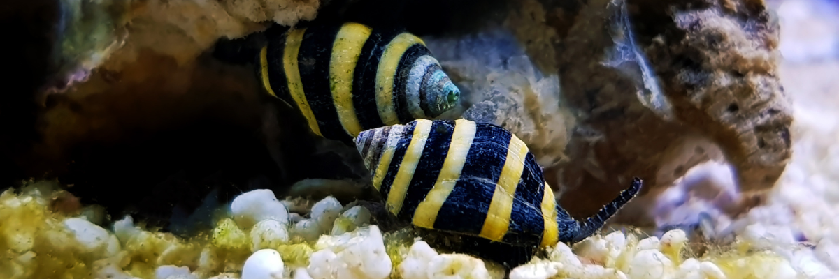Saltwater Snails for Reef Tanks: Best Cleanup Crew for Algae, Sand & D ...