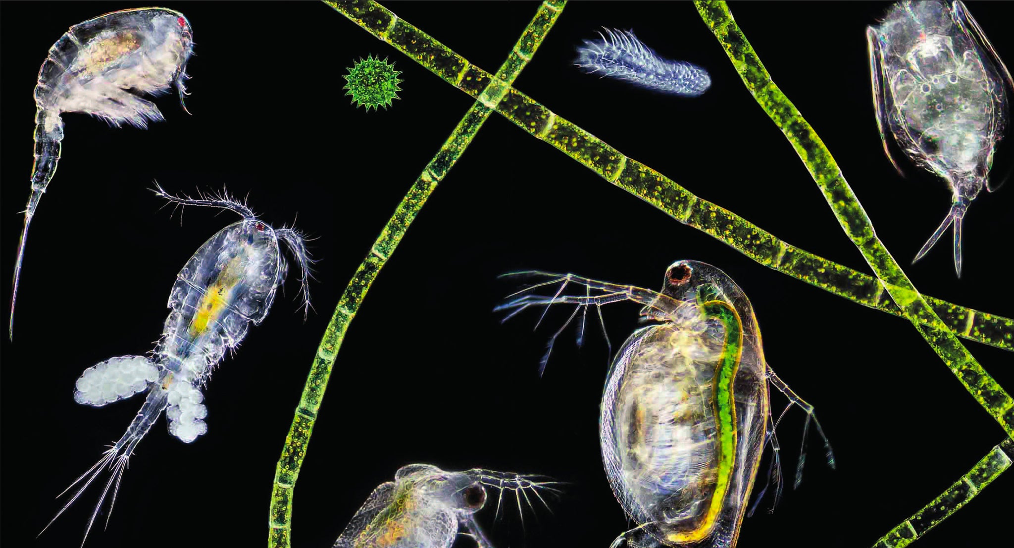 HOW TO ESTABLISH & GROW PODS IN TANK – Pod Your Reef