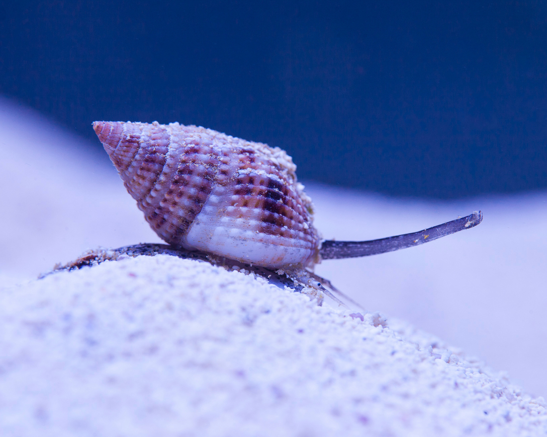 Live Copepods, Rotifers & Phytoplankton | Pod Your Reef