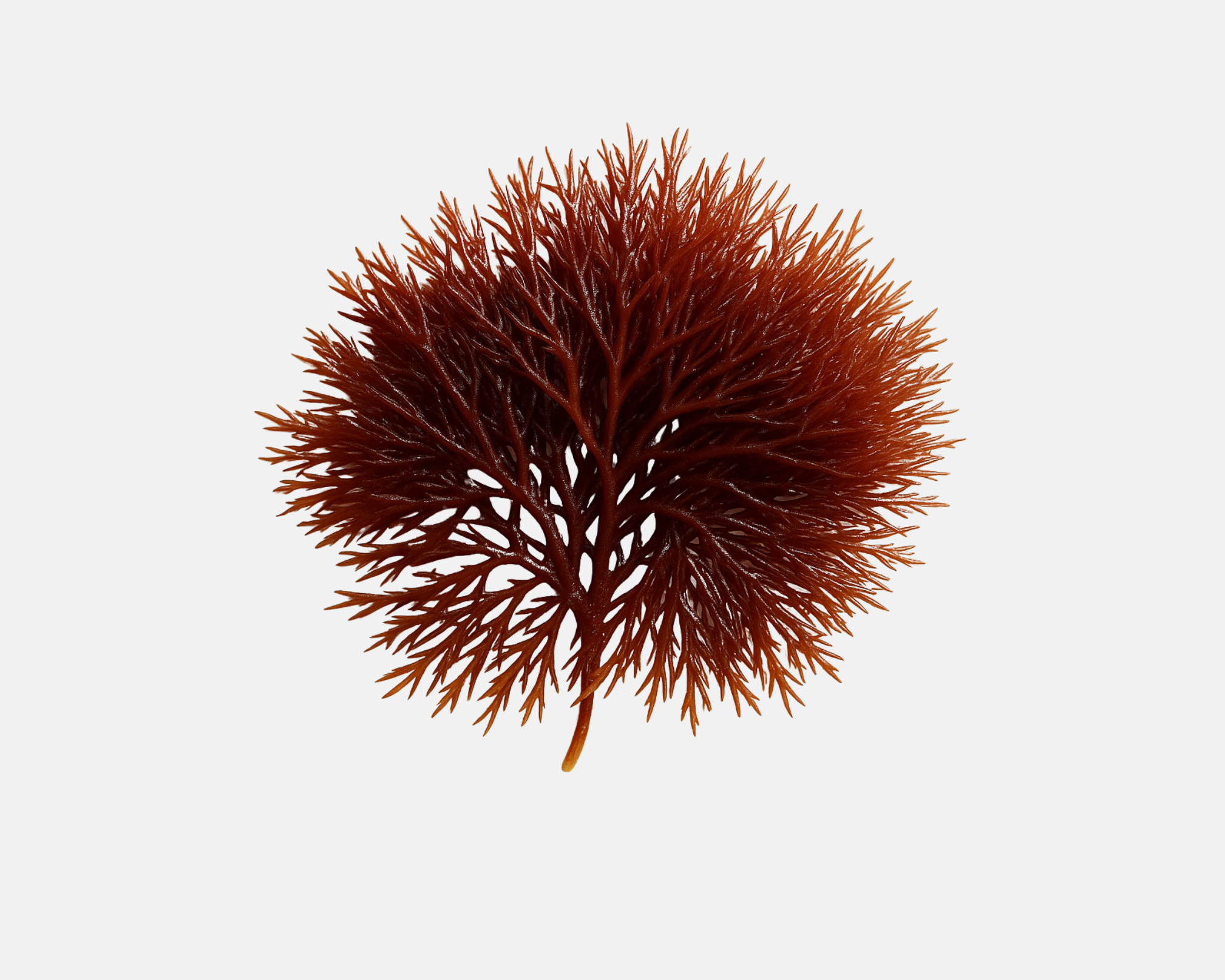 Red Ogo Macroalgae | Gracilaria pacifica – Pod Your Reef