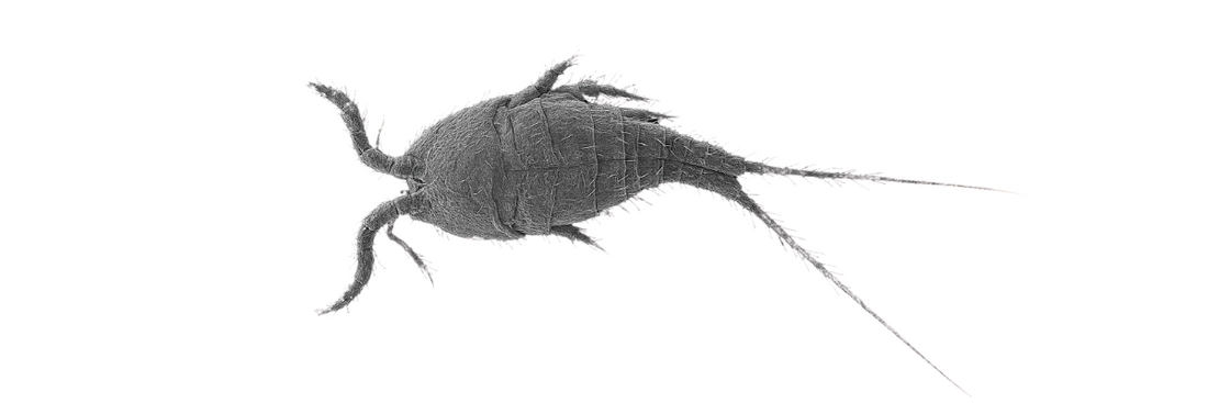 Big Red Copepod (Tigriopus californicus) | Live Tig & Tiger Pods – Pod ...