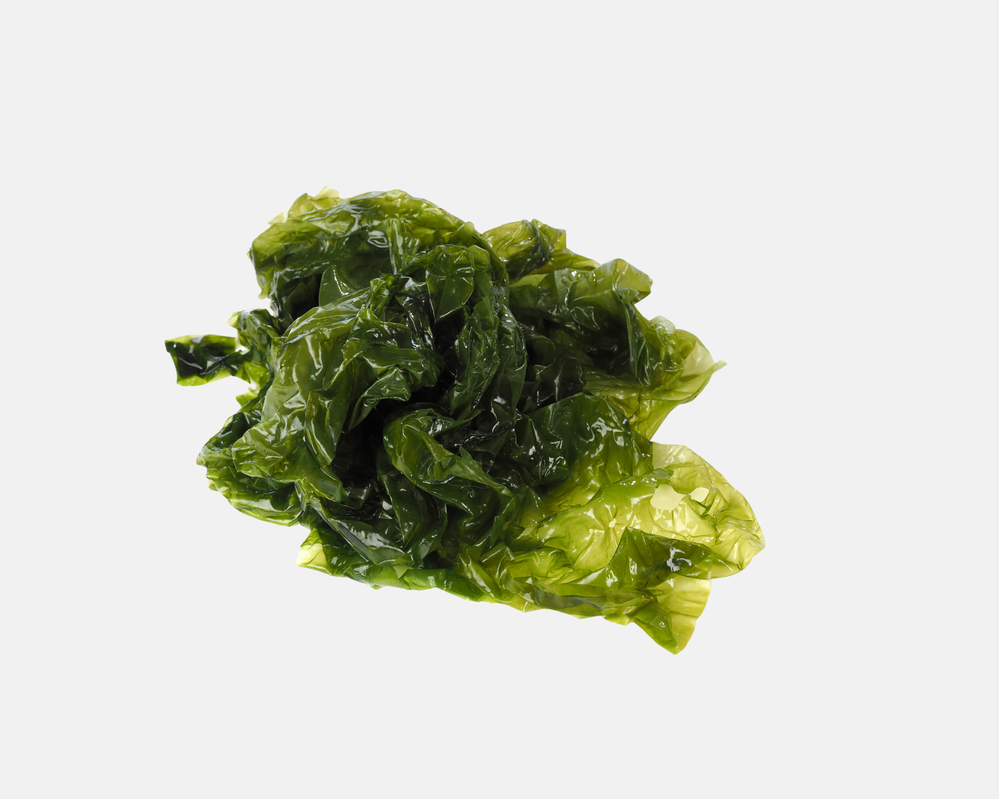 Ulva Sea Lettuce Macro Algae | Pest Free | – Pod Your Reef