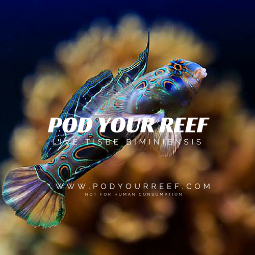 HOW TO ESTABLISH & GROW PODS IN TANK – Pod Your Reef